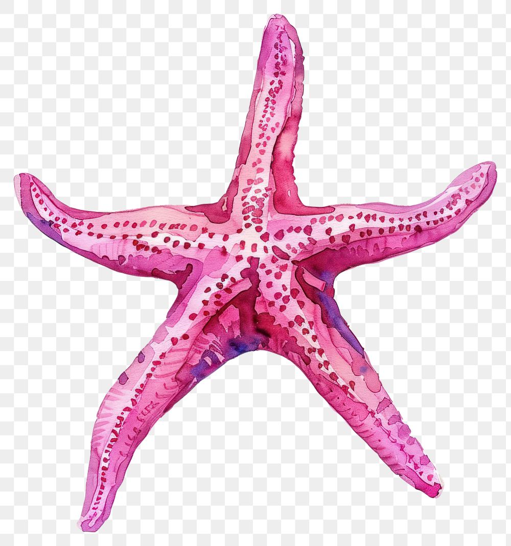 PNG Vibrant watercolor pink starfish | Free PNG - rawpixel