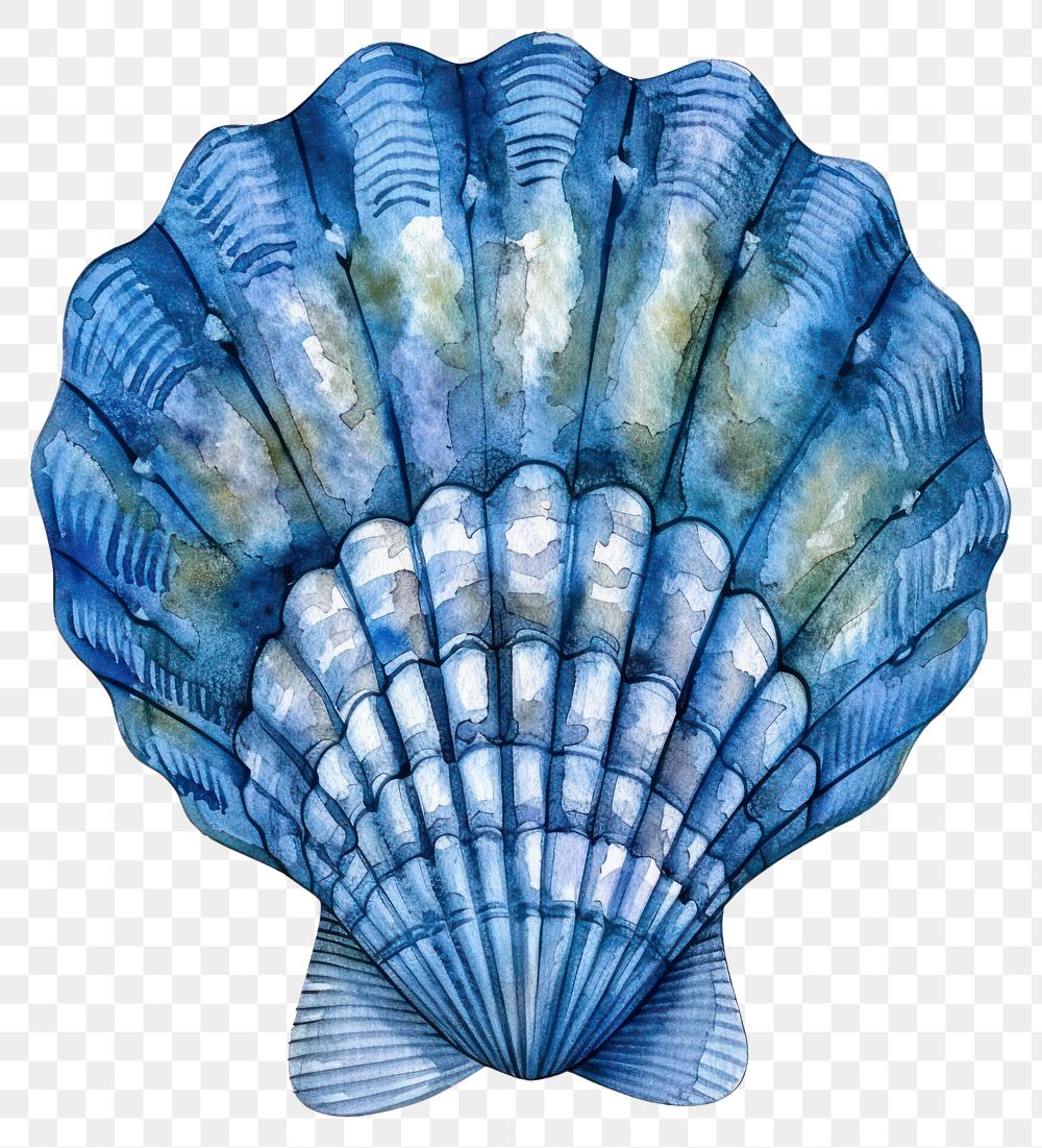 PNG Blue watercolor seashell illustration | Free PNG - rawpixel