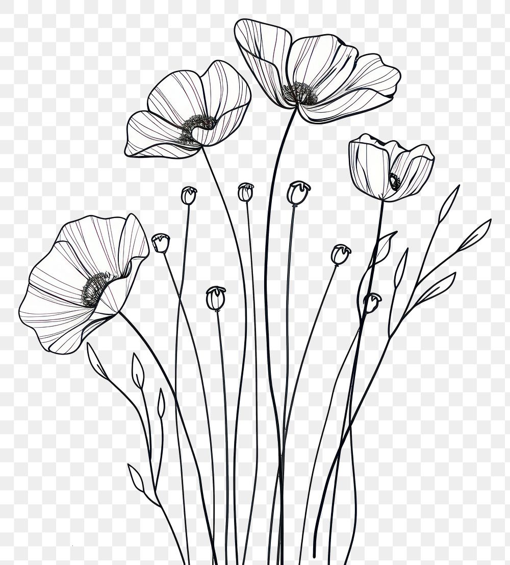 PNG Poppy drawing illustration sketch. | Free PNG - rawpixel