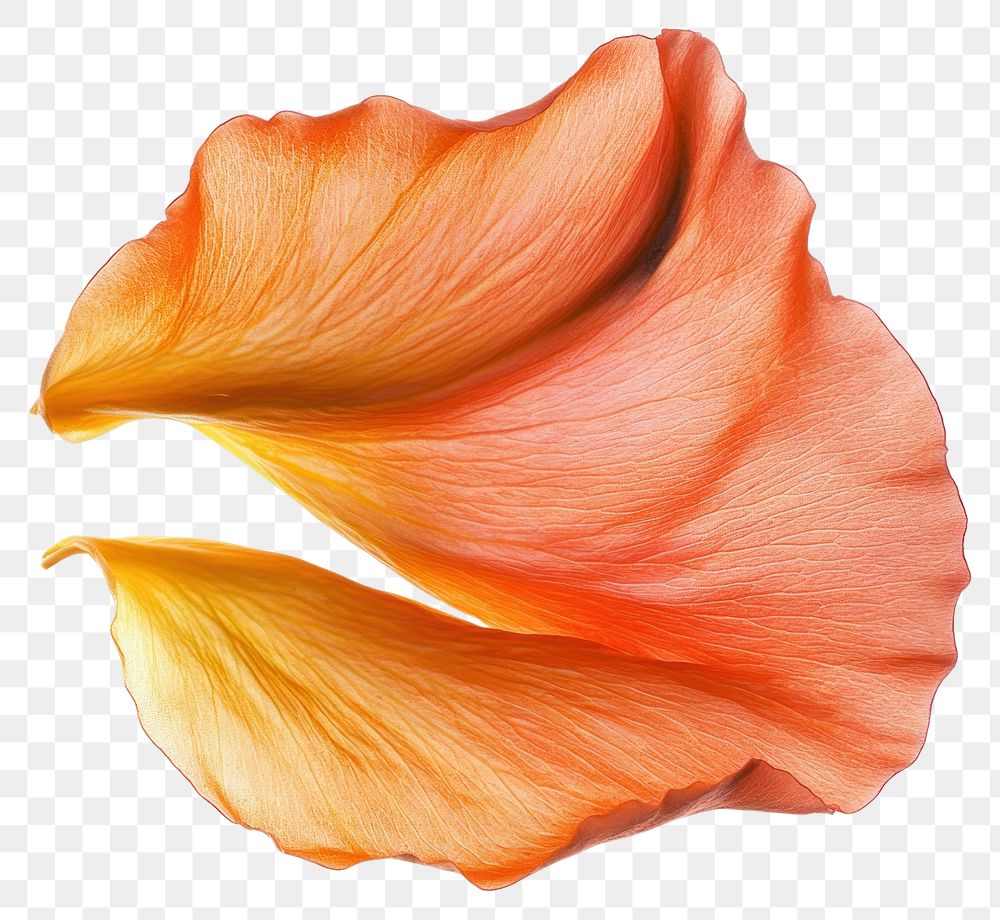 PNG Flying petal petals flower | Free PNG - rawpixel