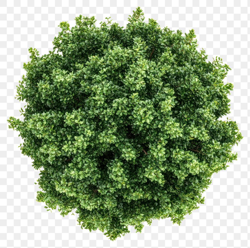 PNG Lush green spherical bush | Free PNG - rawpixel