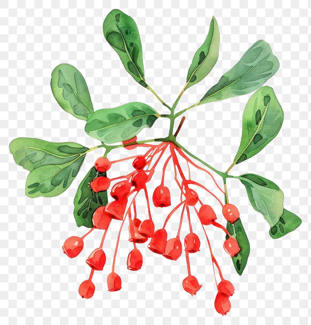 PNG red mistletoe illustration watercolor | Free PNG - rawpixel