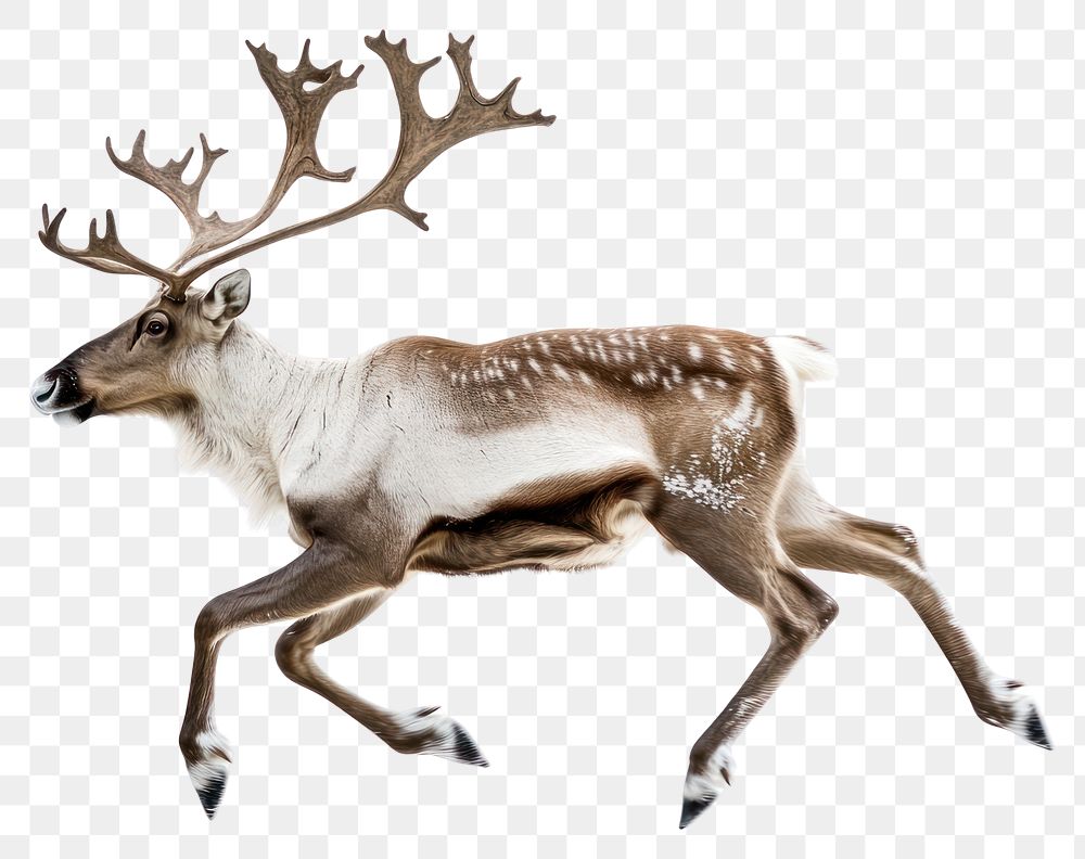 PNG caribou mid-run background wildlife | Free PNG - rawpixel