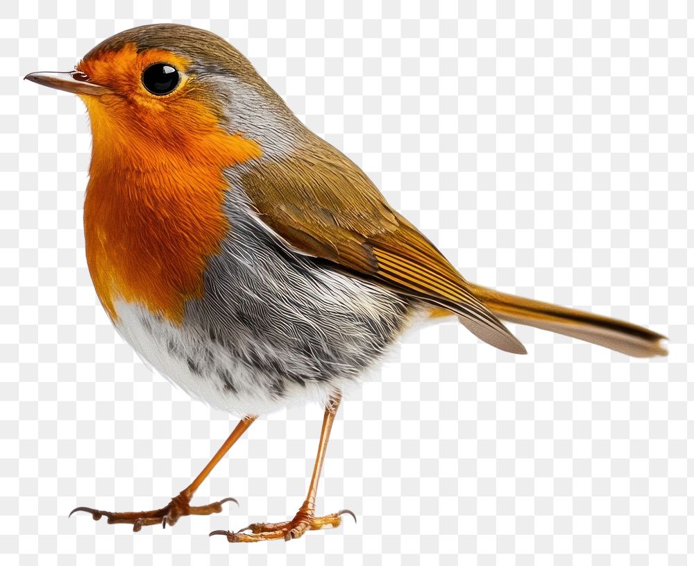 PNG orange Robin bird robin | Free PNG - rawpixel