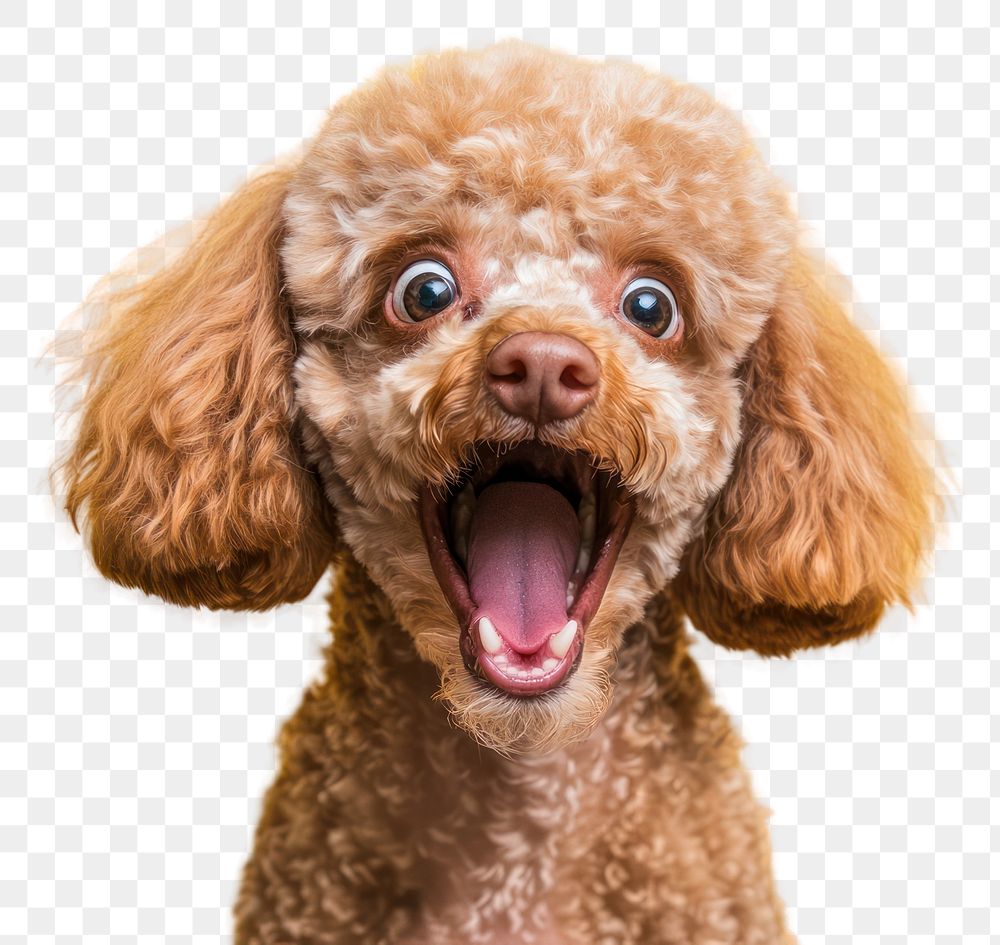 Crazy surprised dog poodle face | Premium PNG - rawpixel