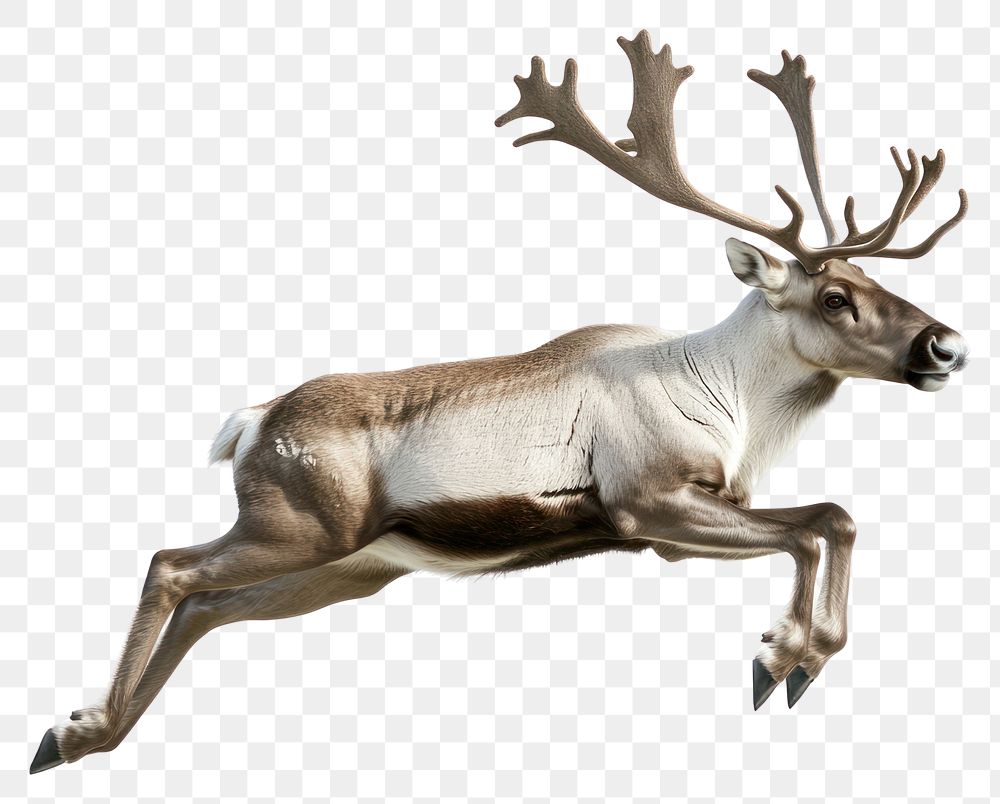 PNG Caribou jumping background wildlife | Free PNG - rawpixel