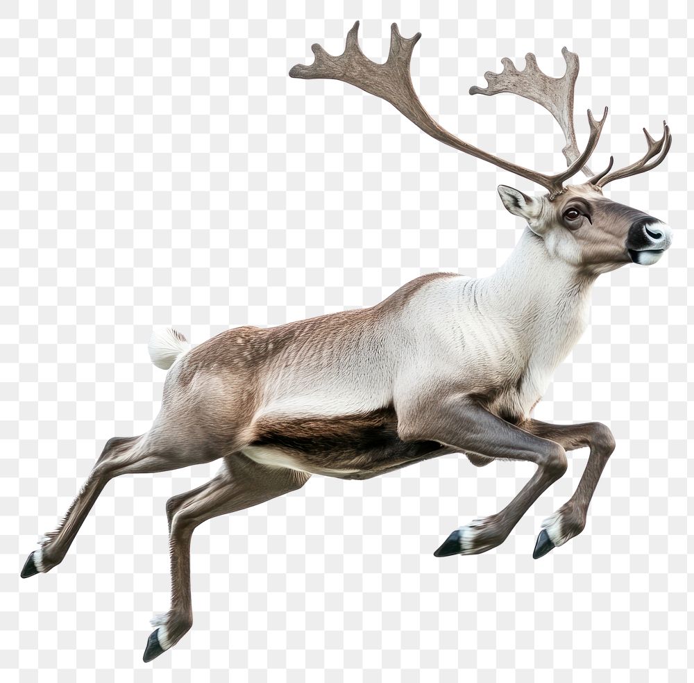 PNG Caribou jumping background wildlife | Premium PNG - rawpixel