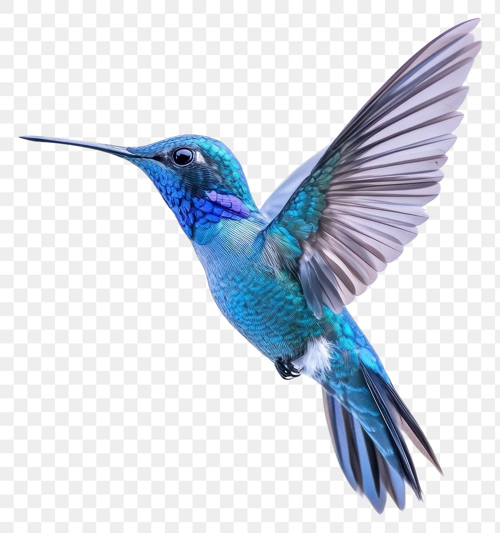 PNG flying blue hummingbird photography | Free PNG - rawpixel