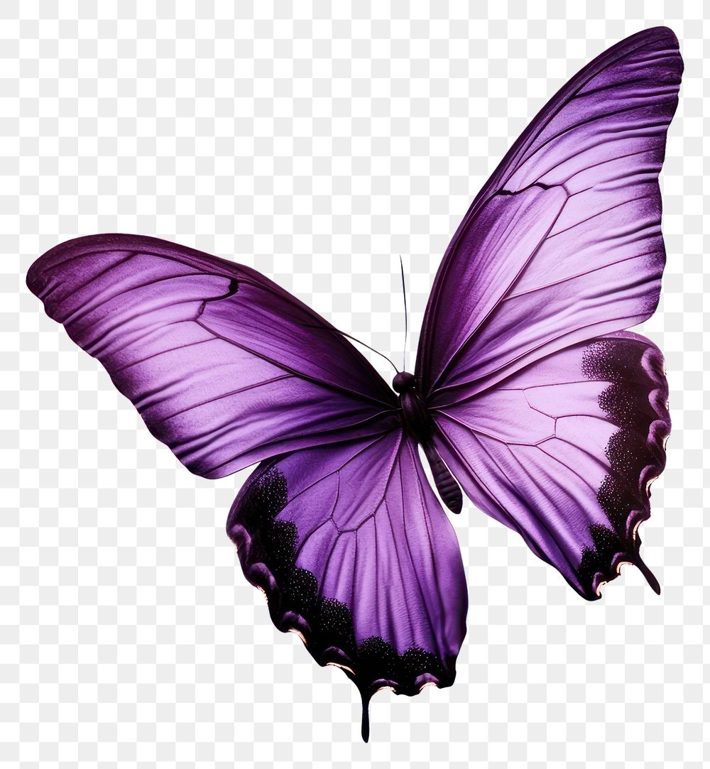PNG flying purple butterfly insect | Free PNG - rawpixel