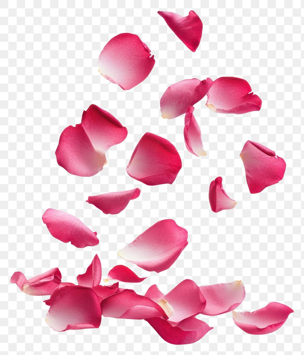 PNG Flying rose petals flowers | Free PNG - rawpixel
