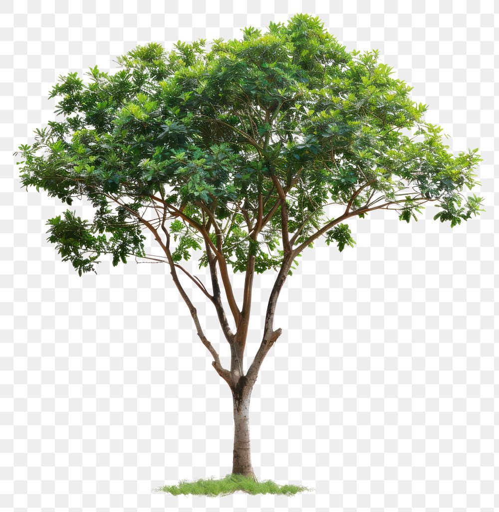 PNG Isolate Trees tree plant | Free PNG - rawpixel