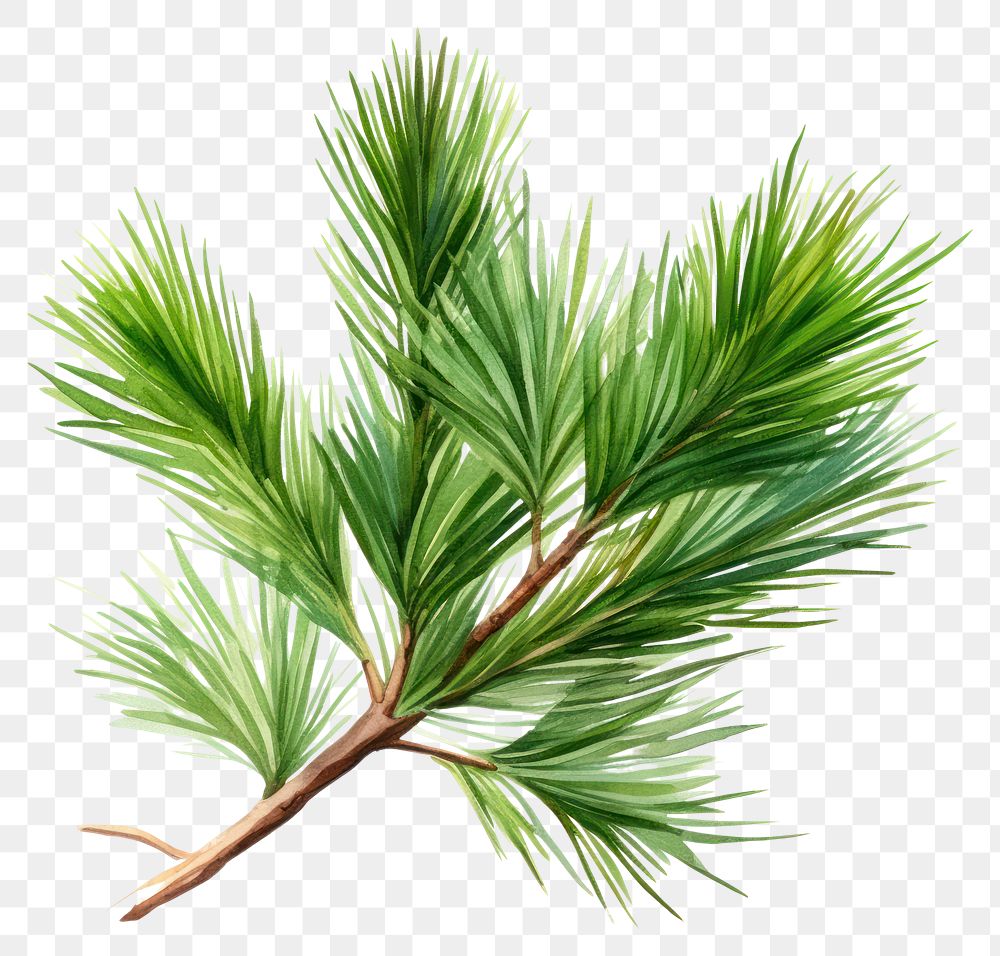 PNG Pine branch plant tree | Free PNG - rawpixel