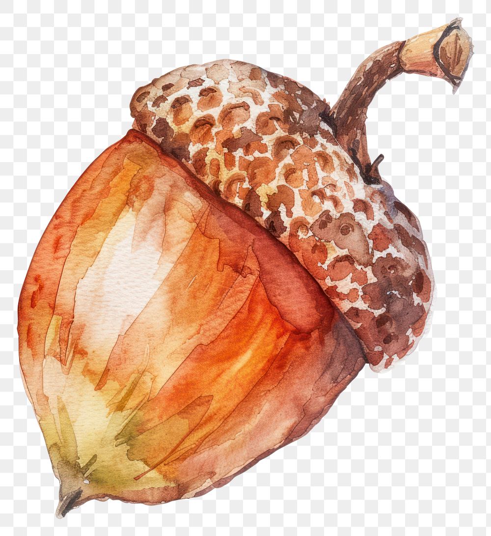 PNG Watercolor illustration acorn hand-painted | Premium PNG - rawpixel
