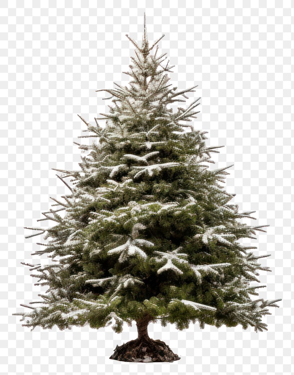 PNG Christmas plant tree pine. | Premium PNG - rawpixel