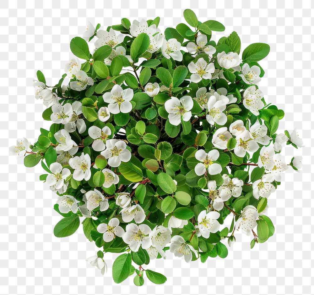 PNG Flower tree flowers blossoms | Free PNG - rawpixel