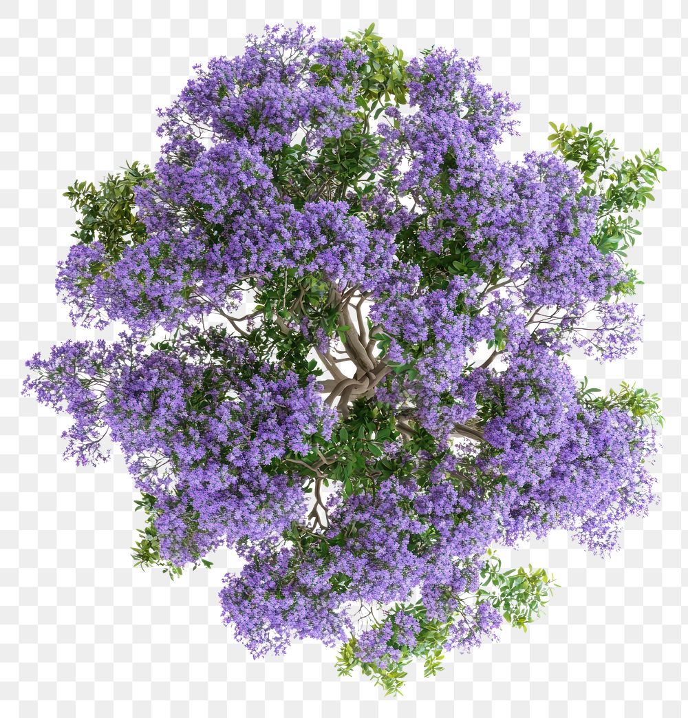PNG Real jacaranda tree flowers | Free PNG - rawpixel