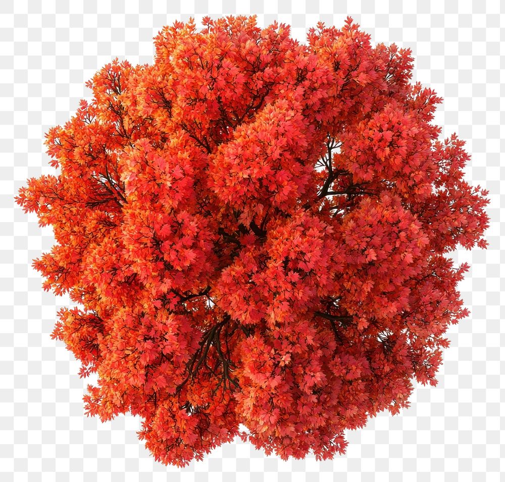 PNG Real red maple tree | Premium PNG - rawpixel