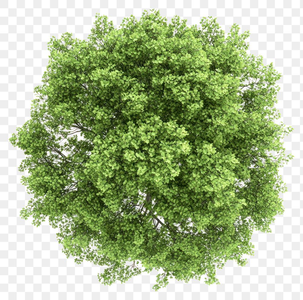 PNG Real sycamore tree nature | Free PNG - rawpixel