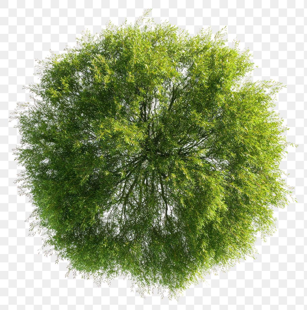 PNG Real willow tree photography | Premium PNG - rawpixel