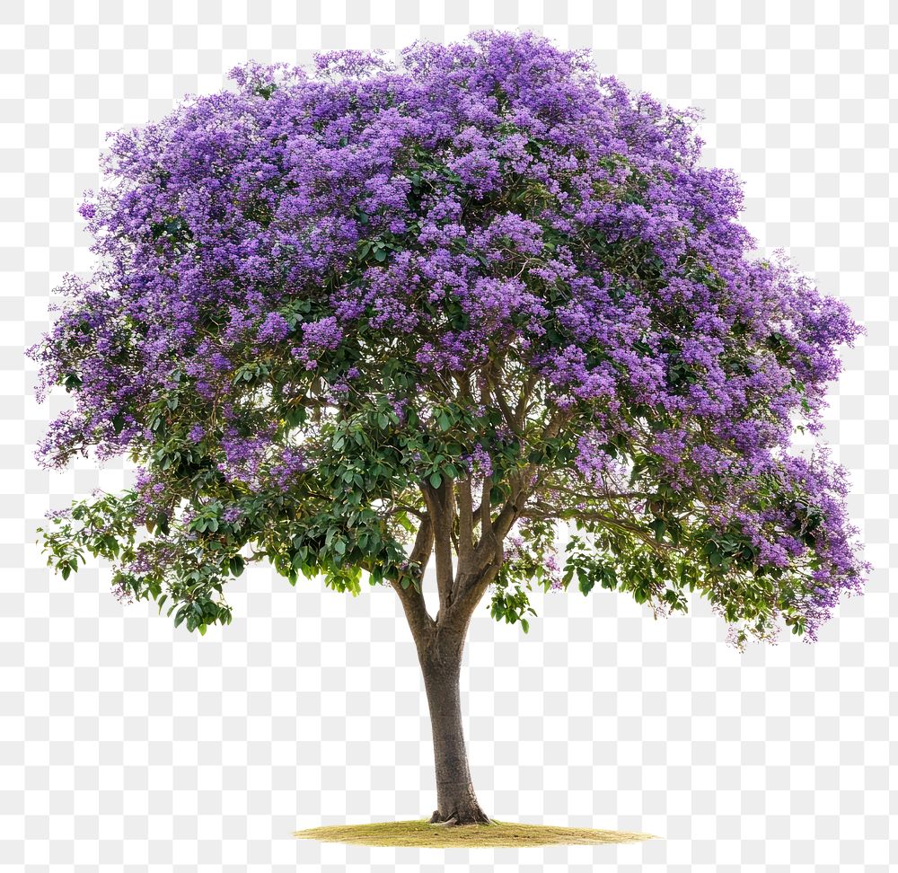 PNG Real jacaranda tree purple | Premium PNG - rawpixel