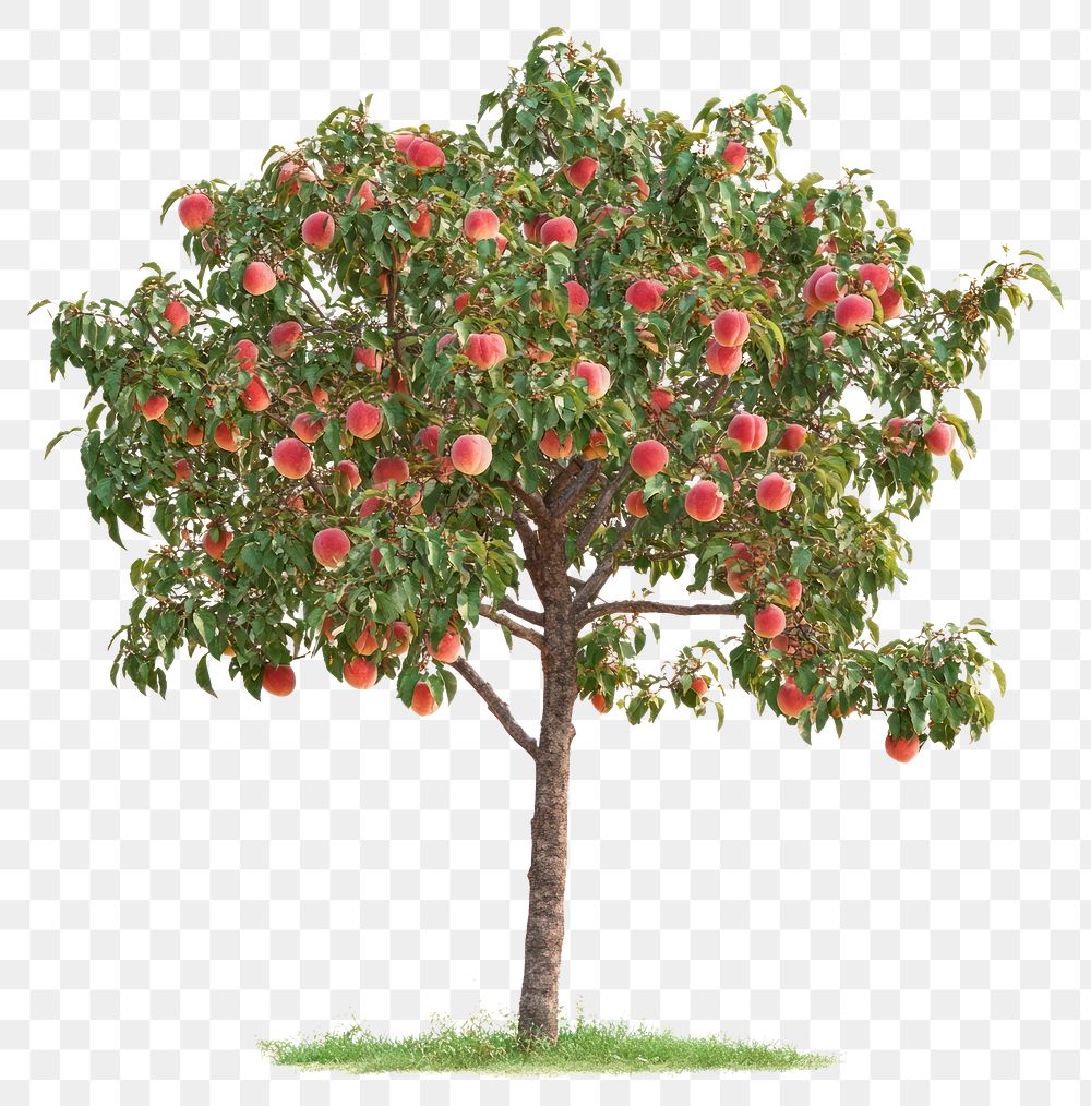 PNG Real peach tree peaches | Free PNG - rawpixel