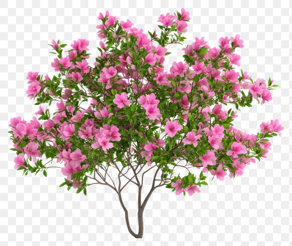 PNG Real azalea bush blossoms | Free PNG - rawpixel