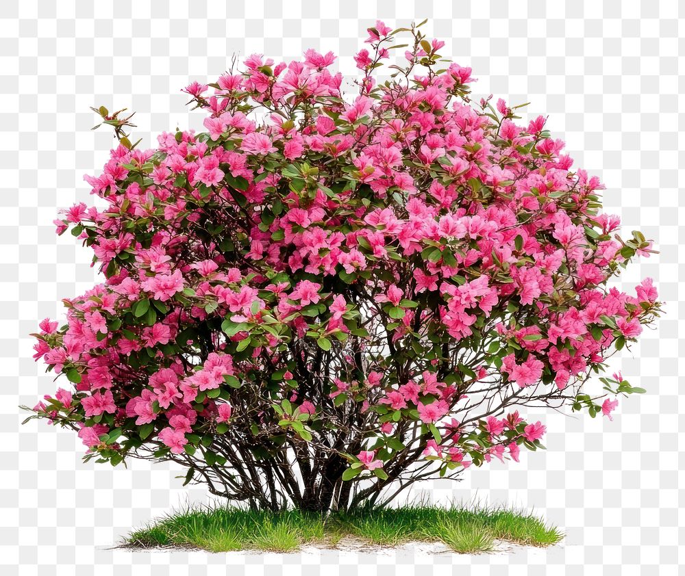 PNG Real azalea bush flower | Free PNG - rawpixel