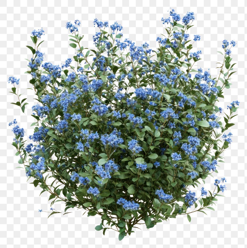 PNG Real blue flower bushes | Premium PNG - rawpixel