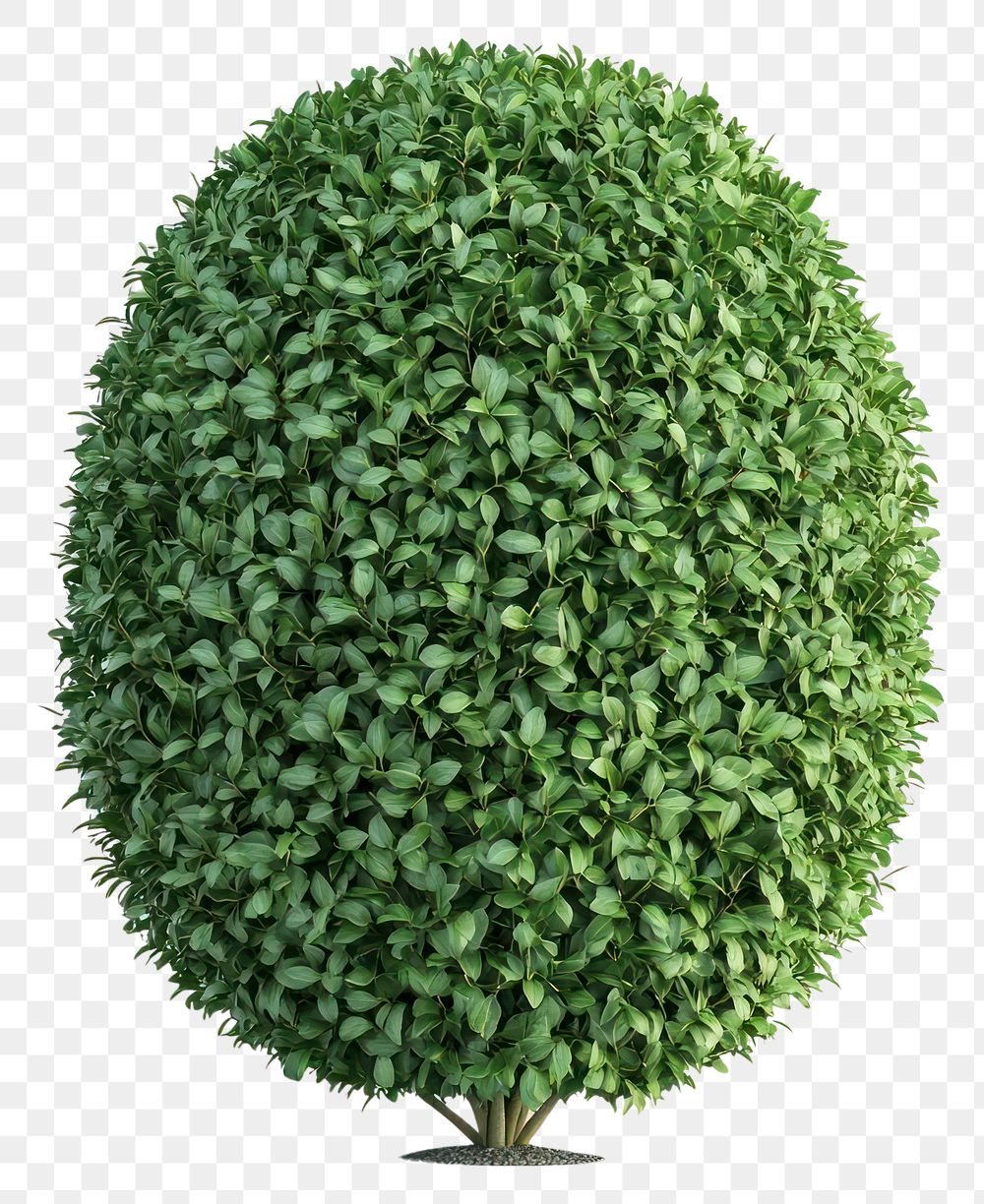 PNG Real boxwood bushes plant | Premium PNG - rawpixel