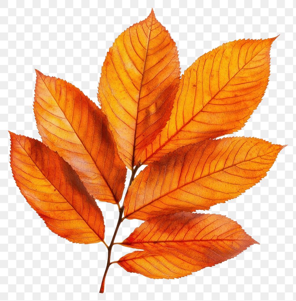 PNG Real Ash Autumn leaves | Free PNG - rawpixel