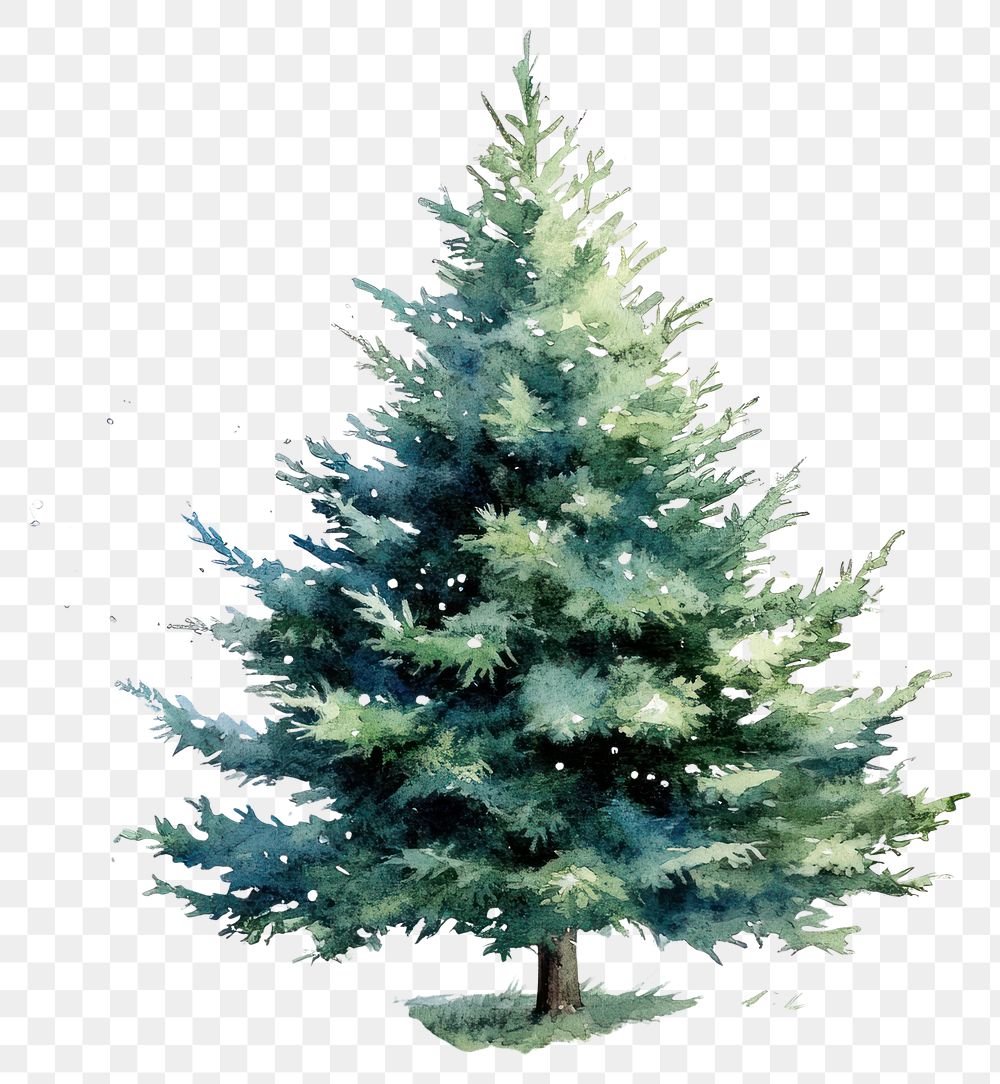 PNG Watercolor evergreen tree illustration | Free PNG - rawpixel