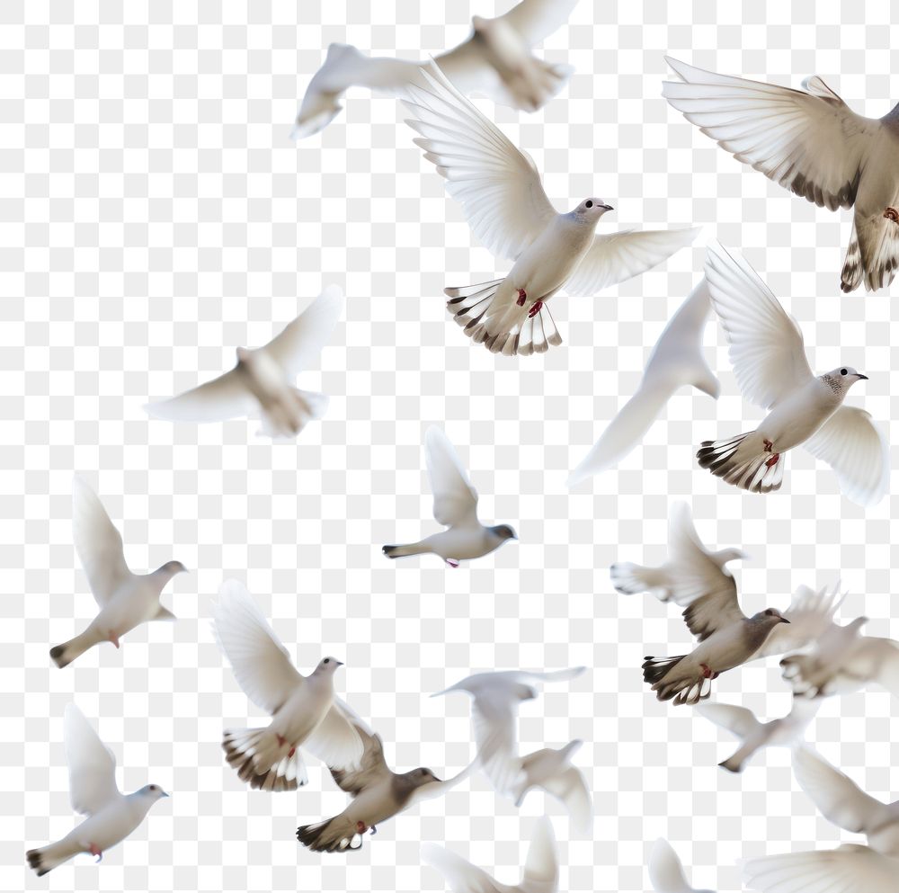 PNG Birds flying border animal | Free PNG - rawpixel