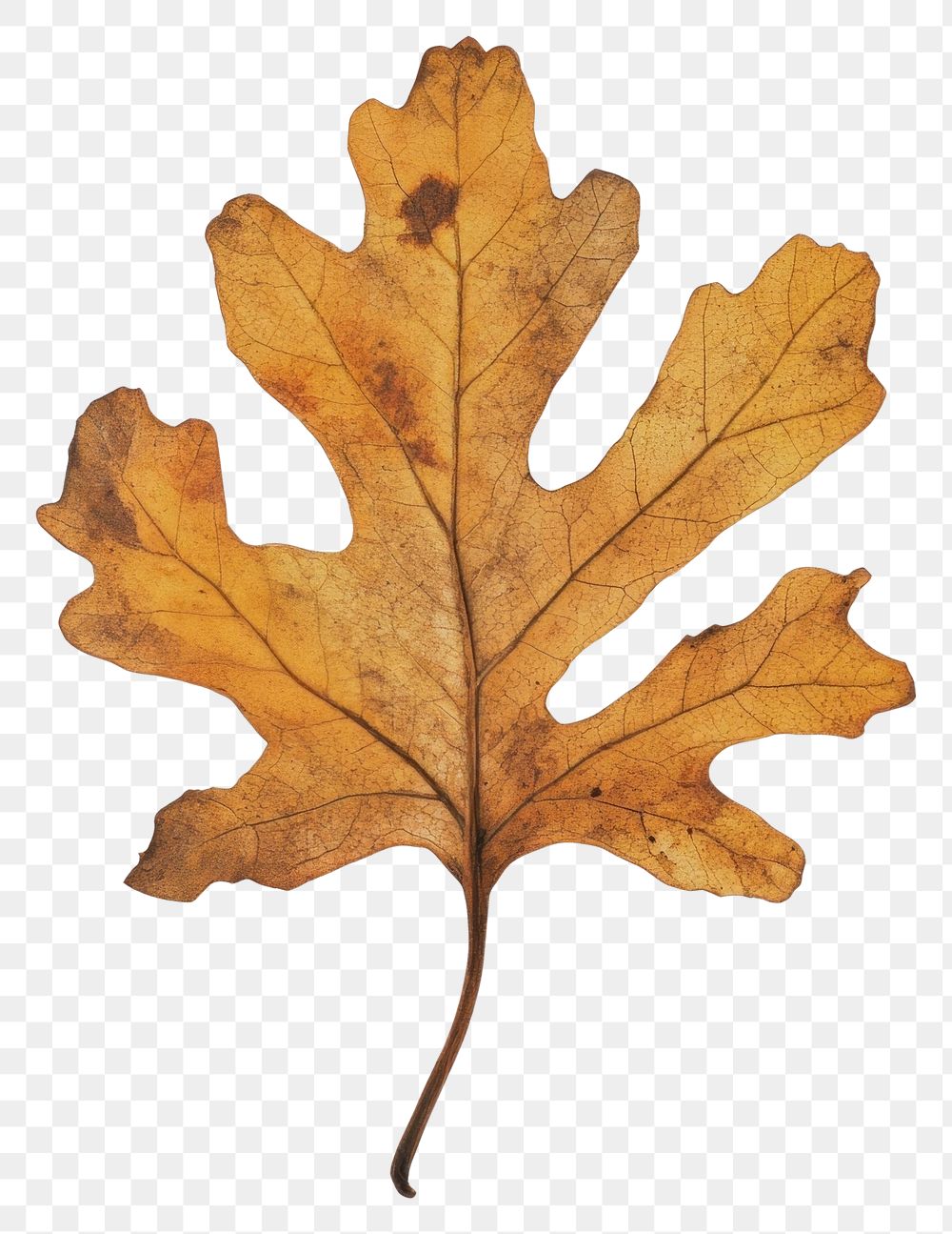 PNG Real Pressed oak leaf | Free PNG - rawpixel