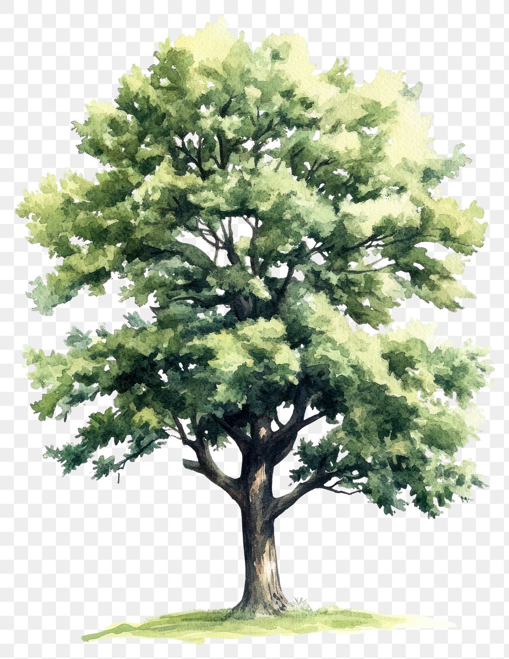 PNG English Oak art illustration | Free PNG - rawpixel