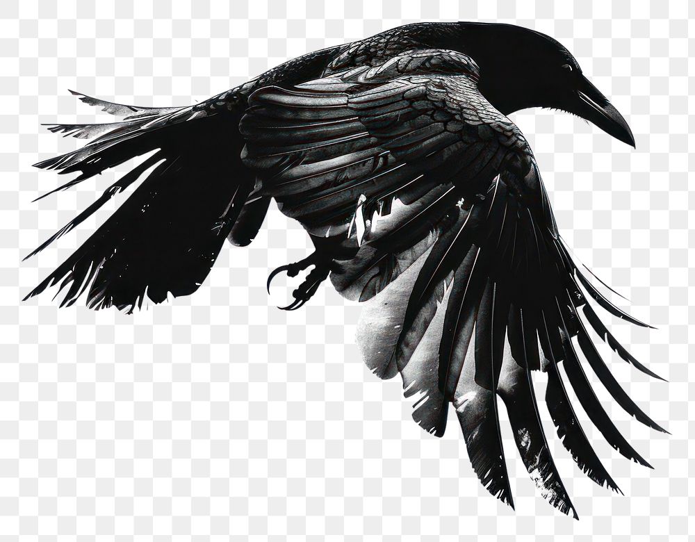 PNG Monochrome raven in flight | Free PNG - rawpixel