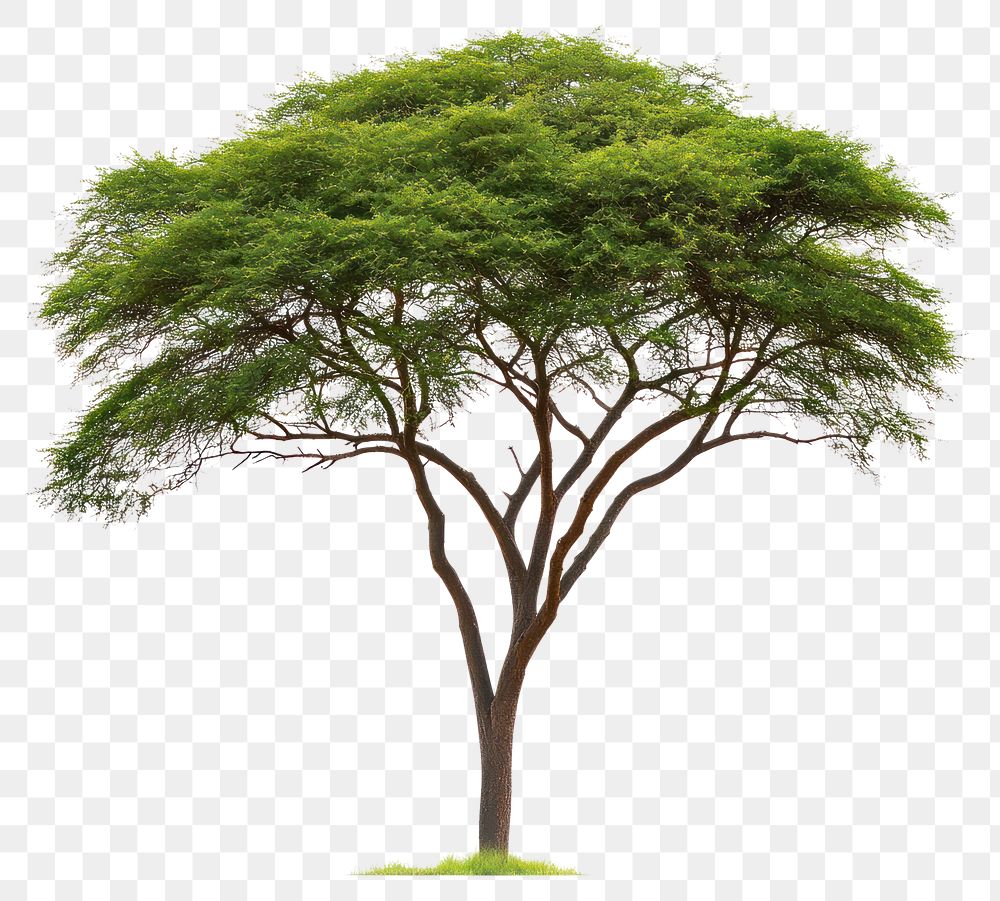 PNG Acacia tree isolated nature | Free PNG - rawpixel