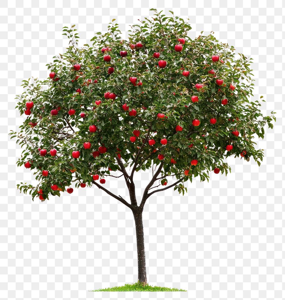 PNG apple tree nature fruit | Premium PNG - rawpixel