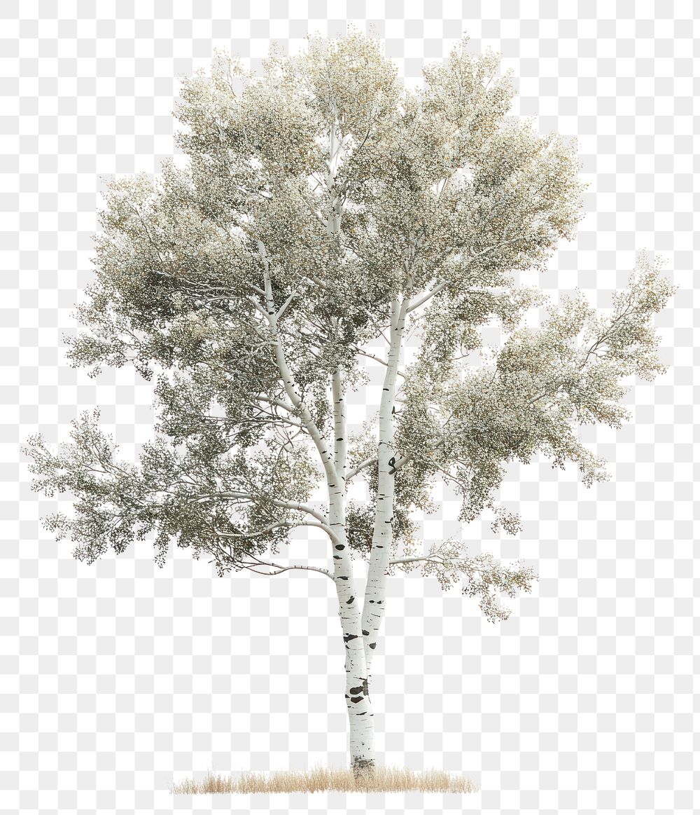 PNG Aspen tree isolated nature | Free PNG - rawpixel