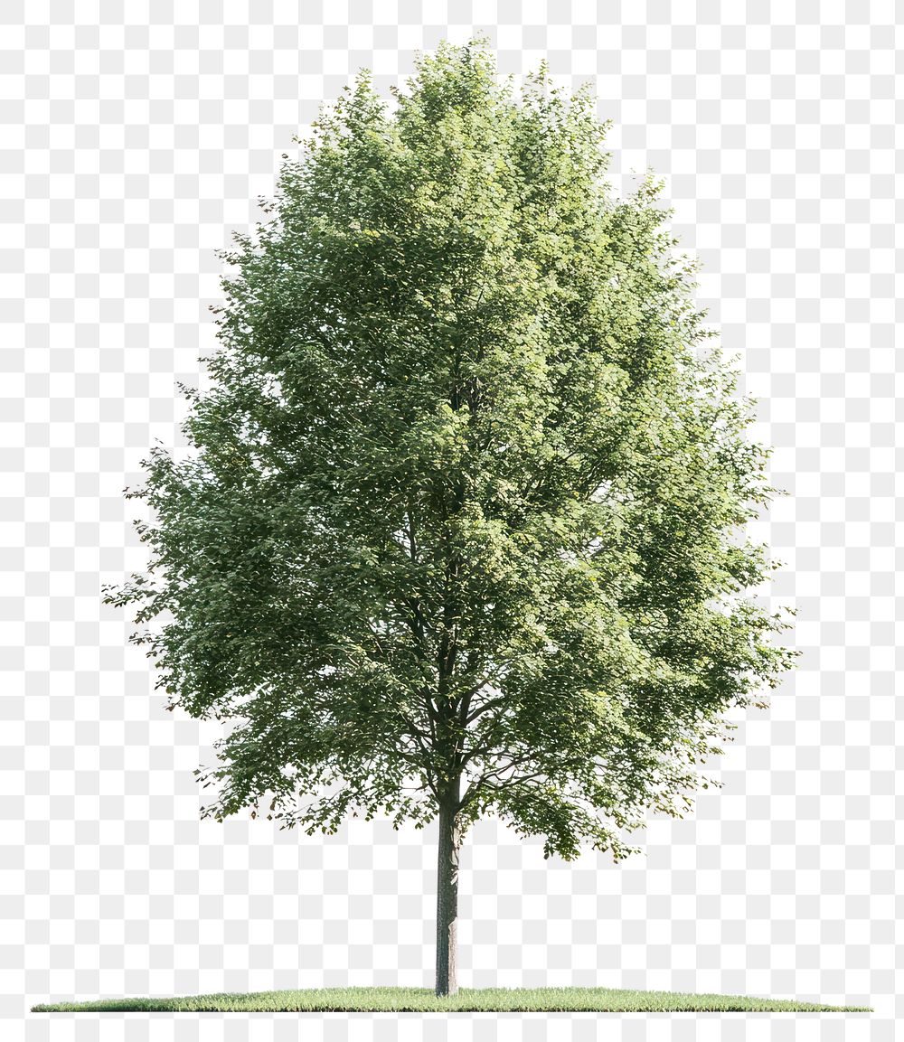 PNG Beech tree isolated nature | Free PNG - rawpixel