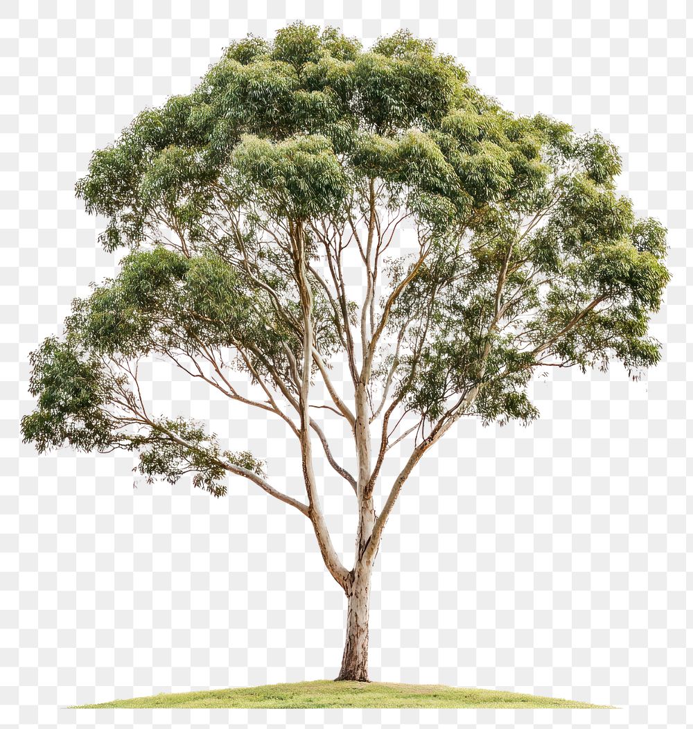 PNG Gum tree isolated nature | Premium PNG - rawpixel