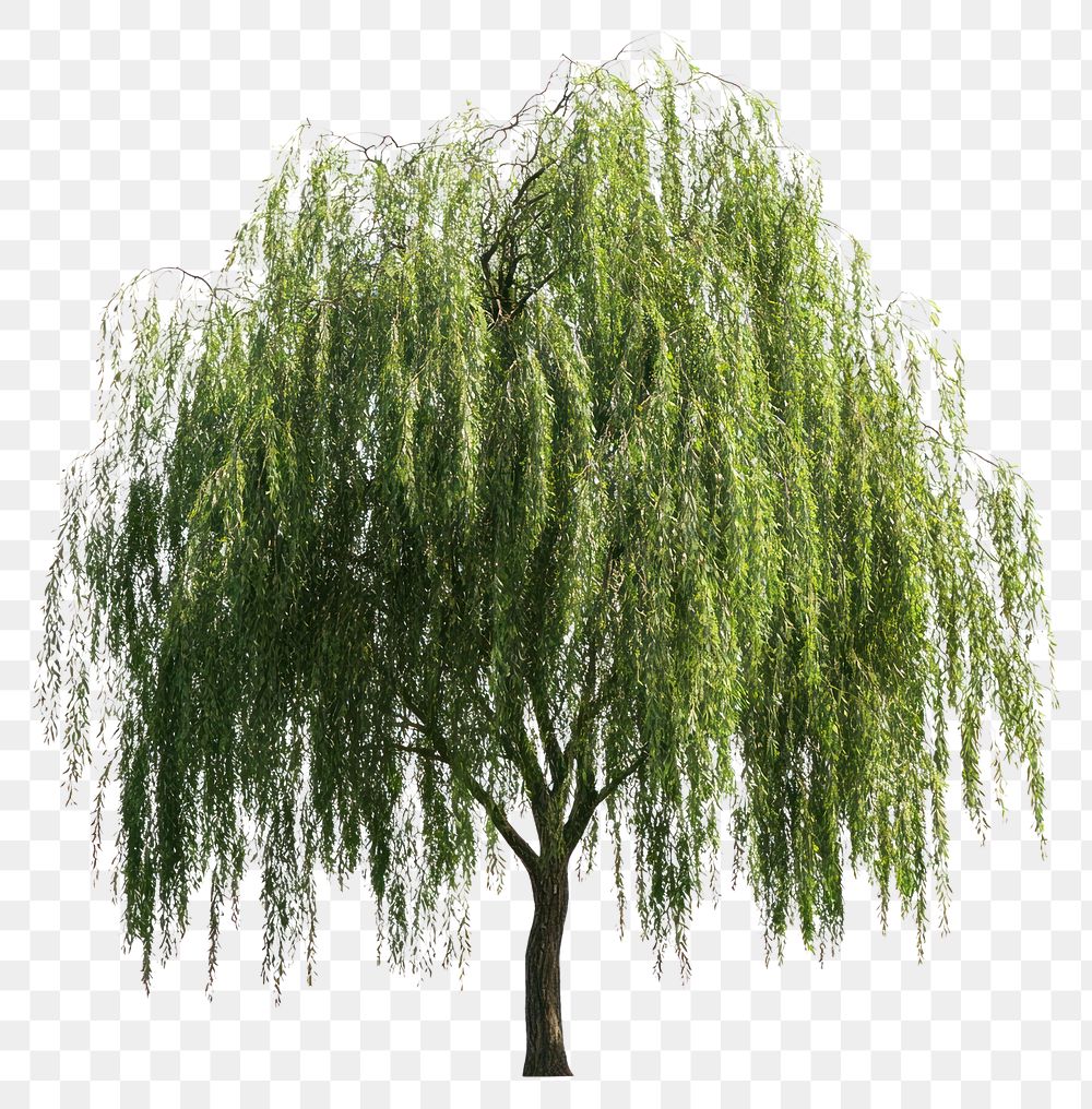 PNG willow tree nature plant | Free PNG - rawpixel