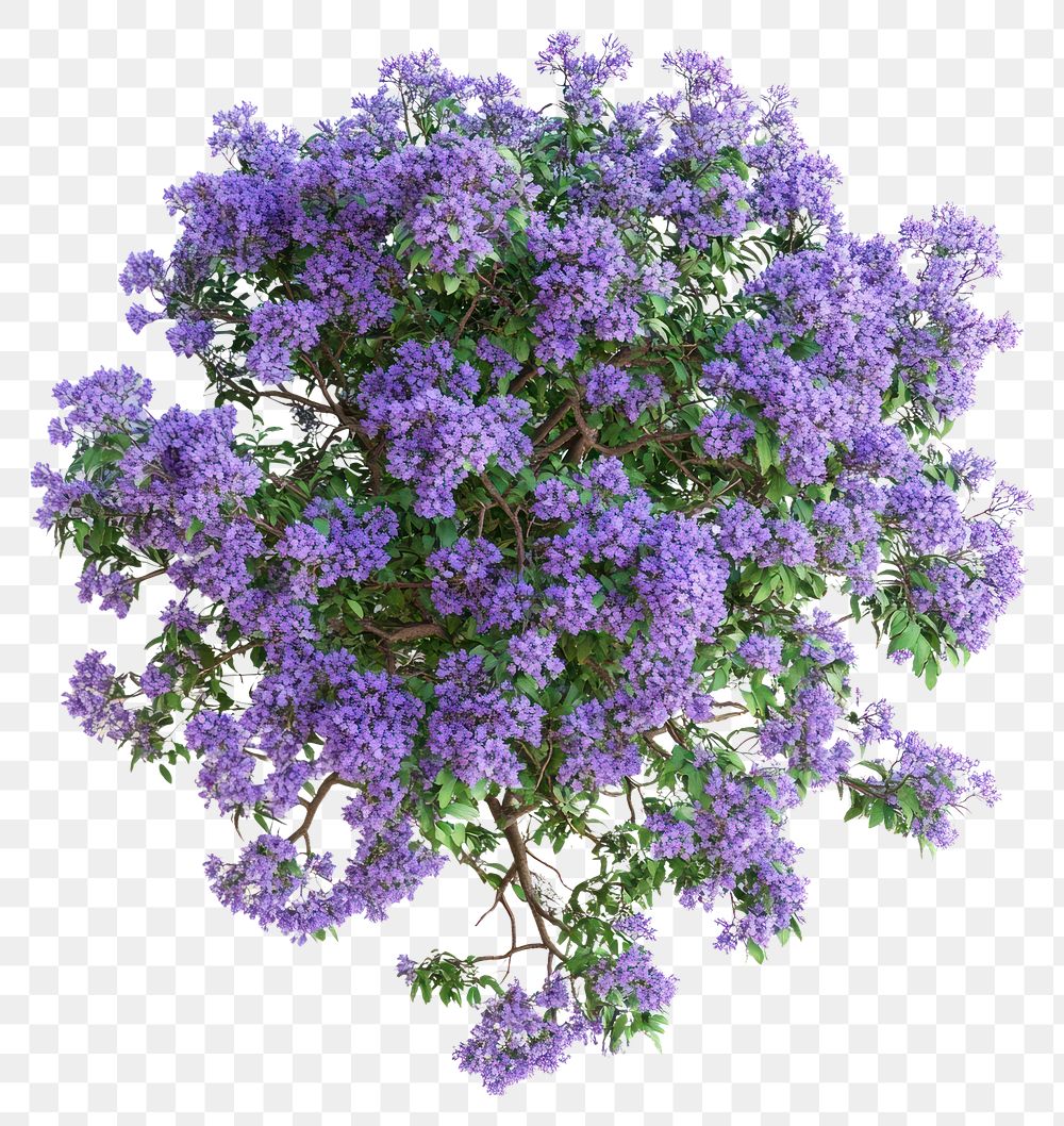 PNG Real jacaranda tree flowers | Free PNG - rawpixel