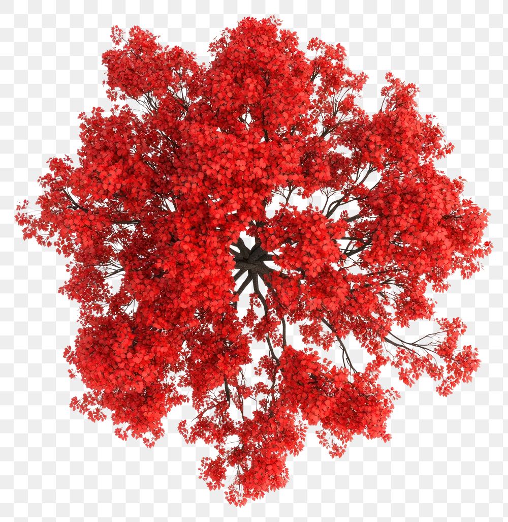PNG Real red maple tree | Premium PNG - rawpixel