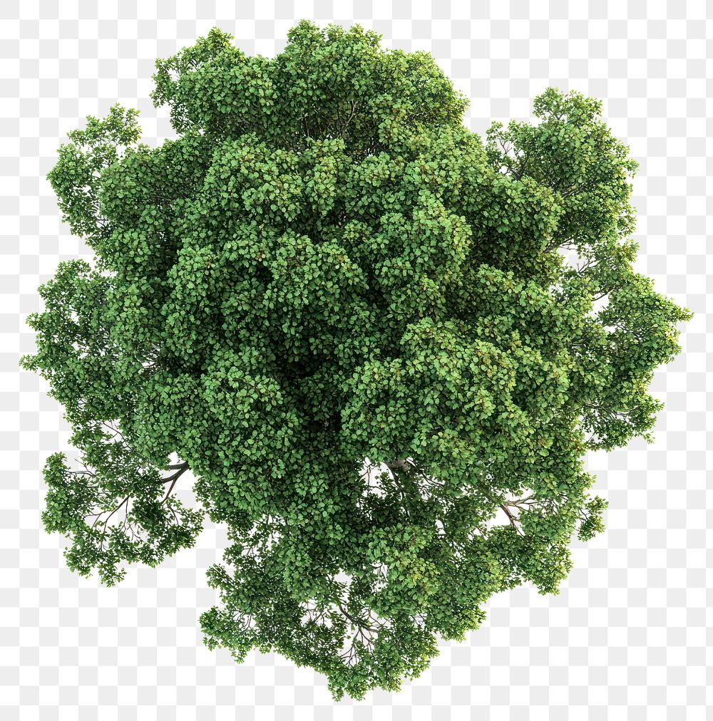 PNG Real Sycamore maple tree | Free PNG - rawpixel