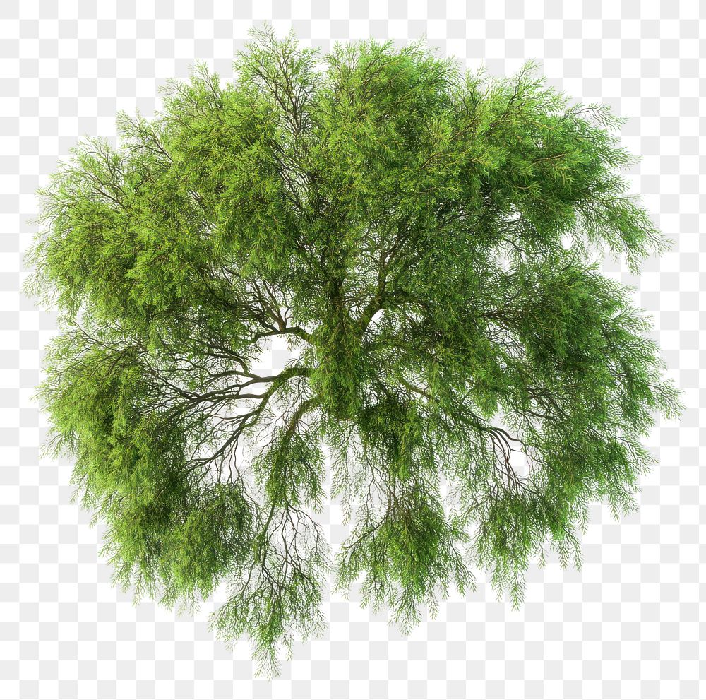 Tree Top View PNG Images | Free Photos, PNG Stickers, Wallpapers ...