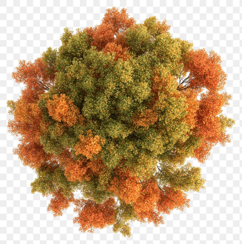 PNG Autumn tree view top | Premium PNG - rawpixel