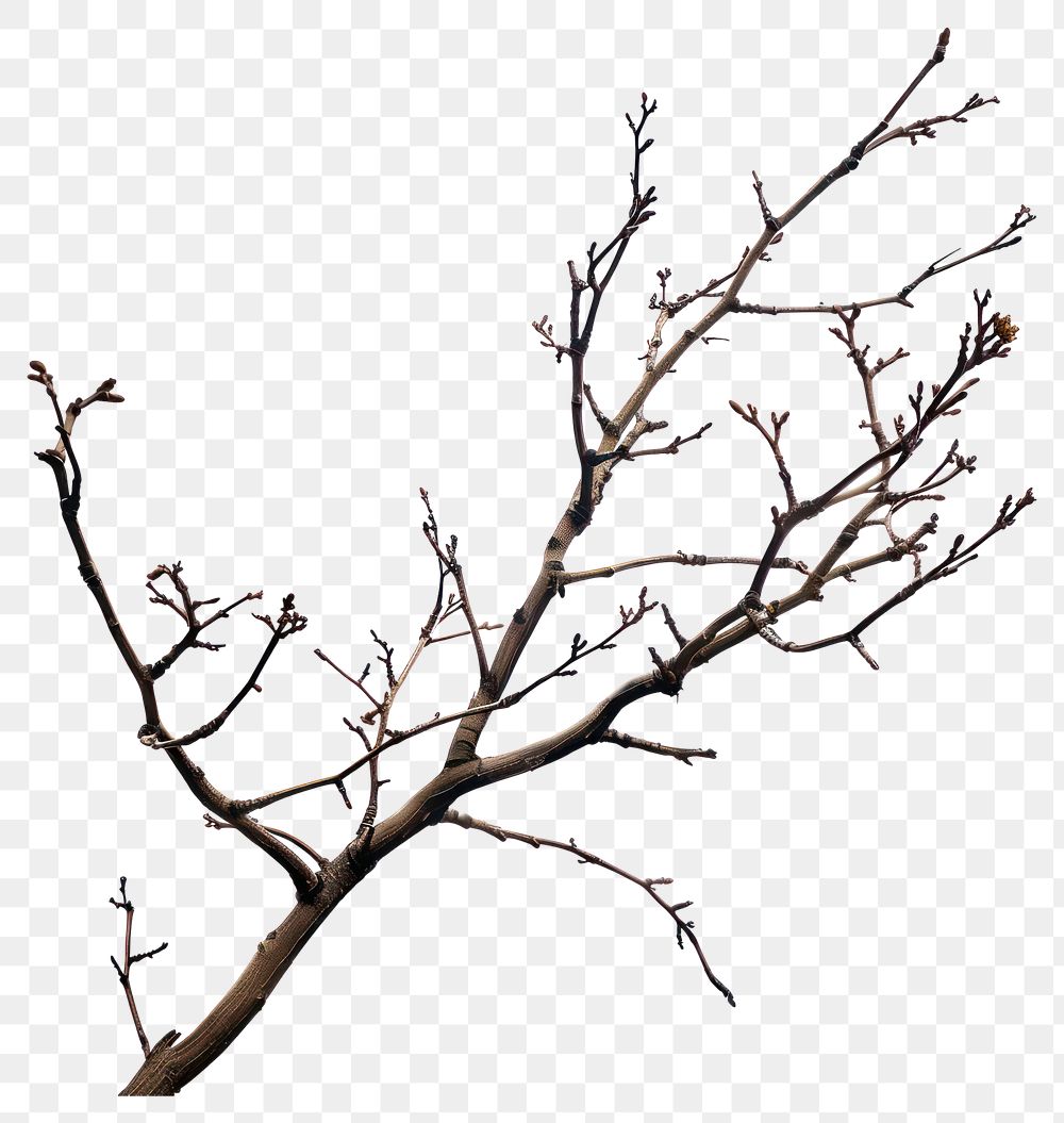 PNG Branch background isolated tree | Free PNG - rawpixel