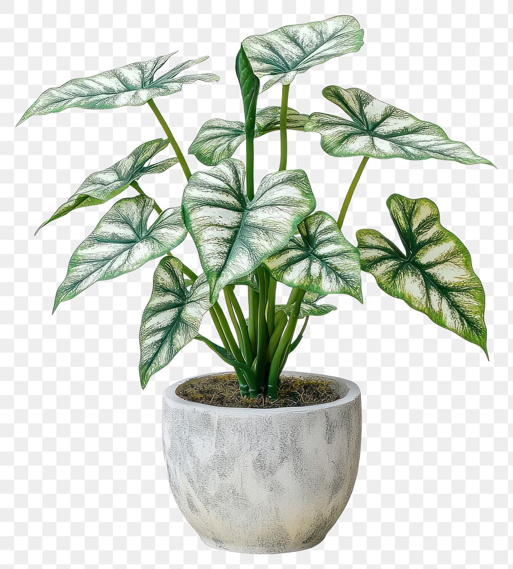 PNG Real caladium indoor plant | Free PNG - rawpixel