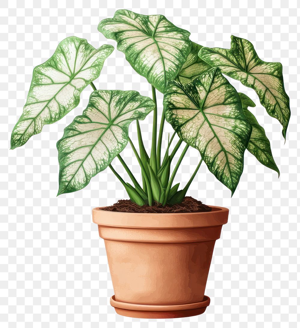 PNG Real caladium indoor plant | Free PNG - rawpixel