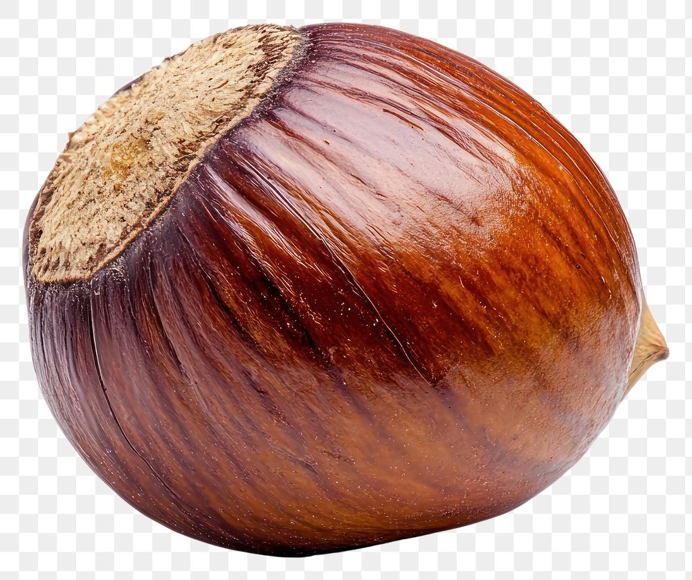 Hazelnut Seeds Images | Free Photos, PNG Stickers, Wallpapers ...